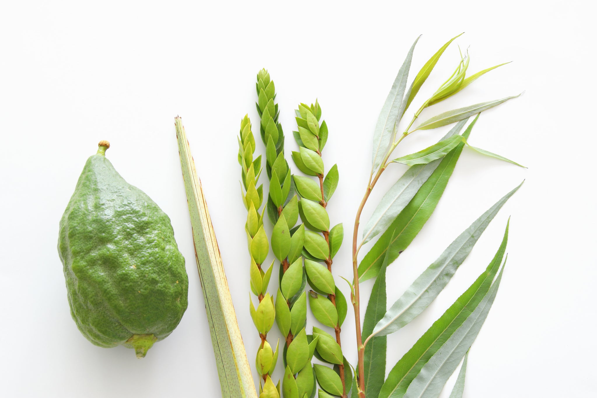 Sets – Jonas Esrogim